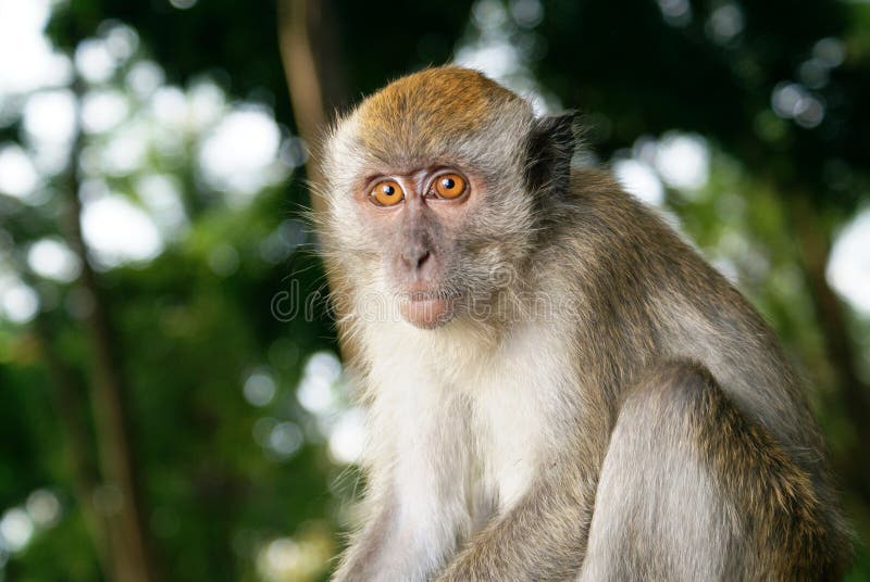 Furry monkey thinking stock image. Image of pondering - 1457331