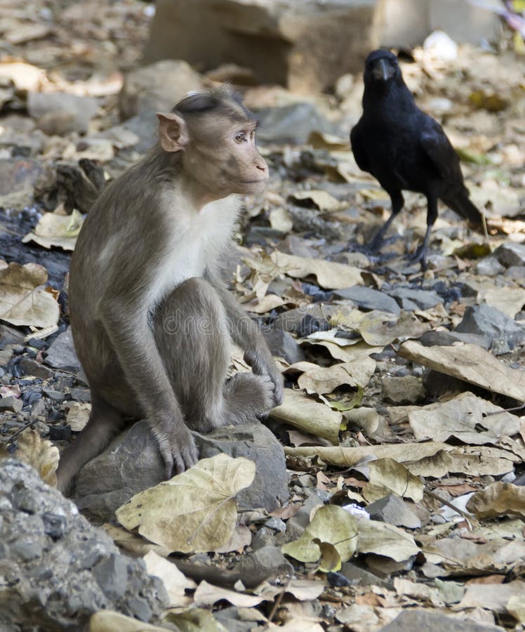 Monkey and a crow stock photo. Image of leaves, bird - 24642544