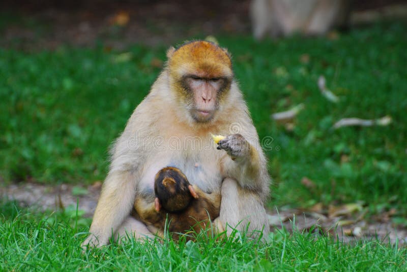 Monkey with cub stock photo. Image of africa, anthropoid - 12305362