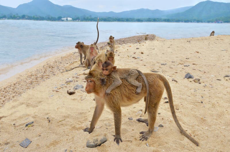 Monkey with Cub on the Beach. Stock Photo - Image of mammals, horizon ...