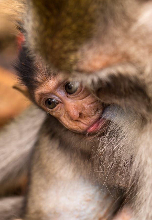 Monkey Cub Holds Motherâ€™s Chest in Mouth Stock Photo - Image of ...