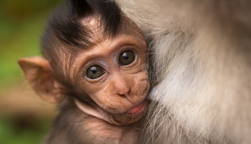 Monkey Cub Holds Motherâ€™s Chest in Mouth Stock Image - Image of ...