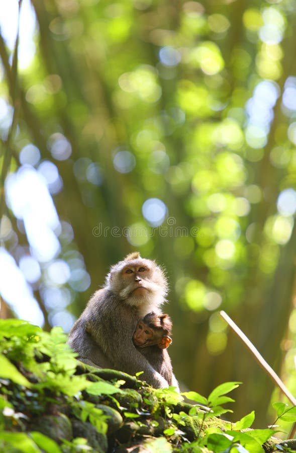 Monkey with a cub i stock image. Image of recreation - 241751439