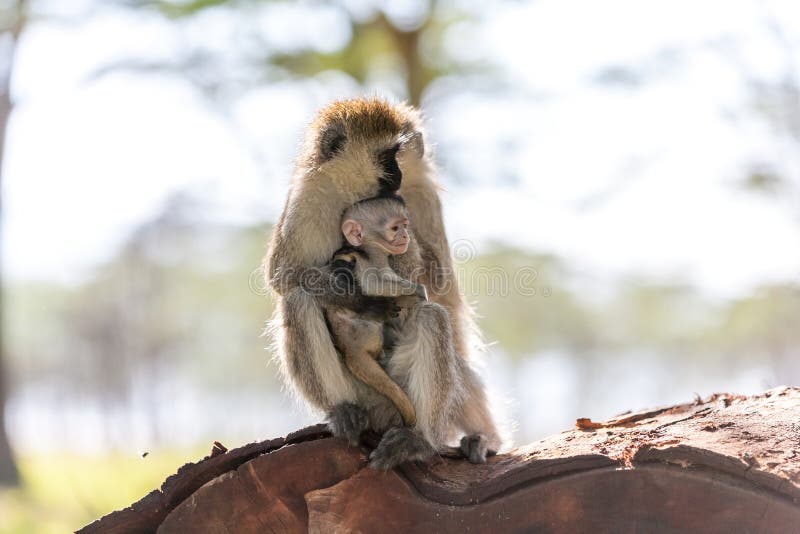 Monkey with cub Kenya stock photo. Image of manyara, animal - 49201342