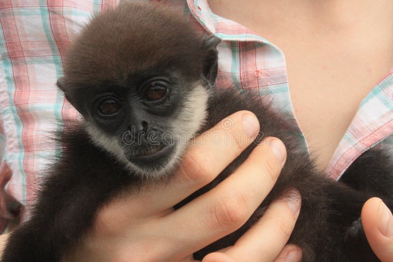 Monkey cub stock image. Image of little, wildlife, human - 76576975