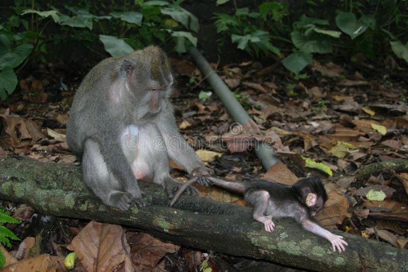 Monkey with a cub stock image. Image of tail, escape - 34491609
