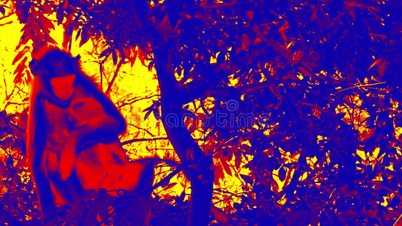 Monkey with a cub stock video. Video of baby, technologies - 244370079