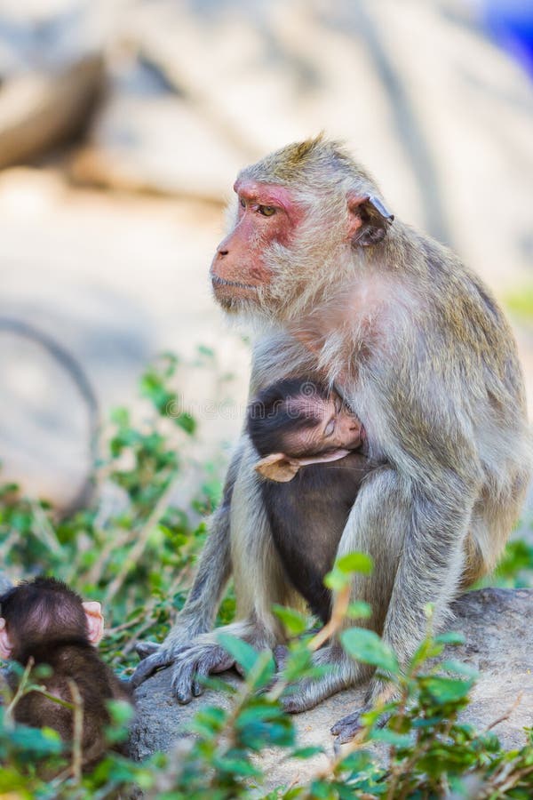 Monkey and the cub stock image. Image of hairy, small - 39683515