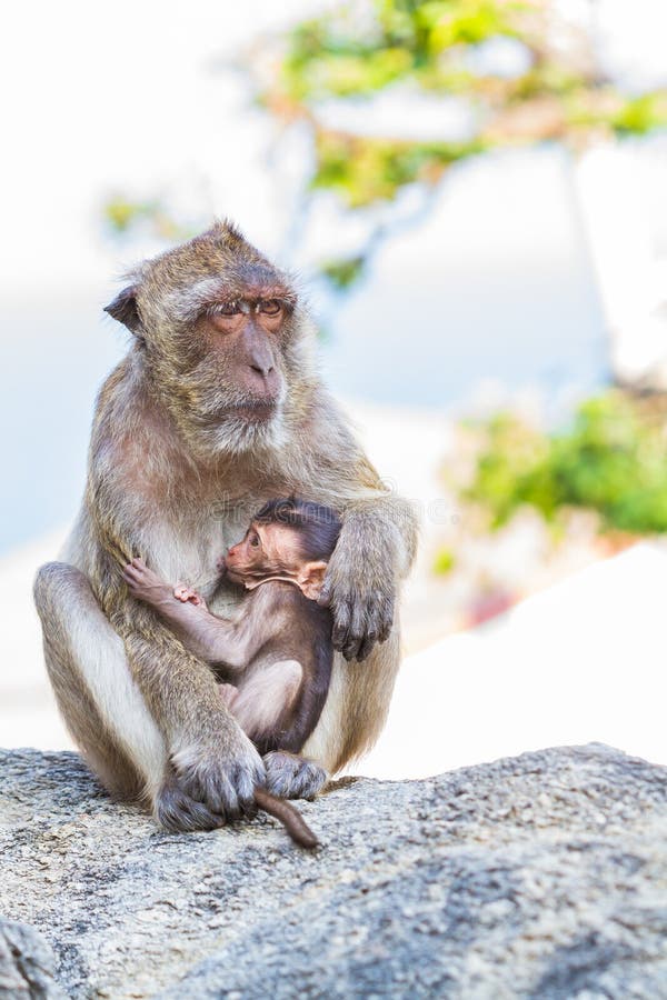 Monkey and the cub stock image. Image of hairy, small - 39683515