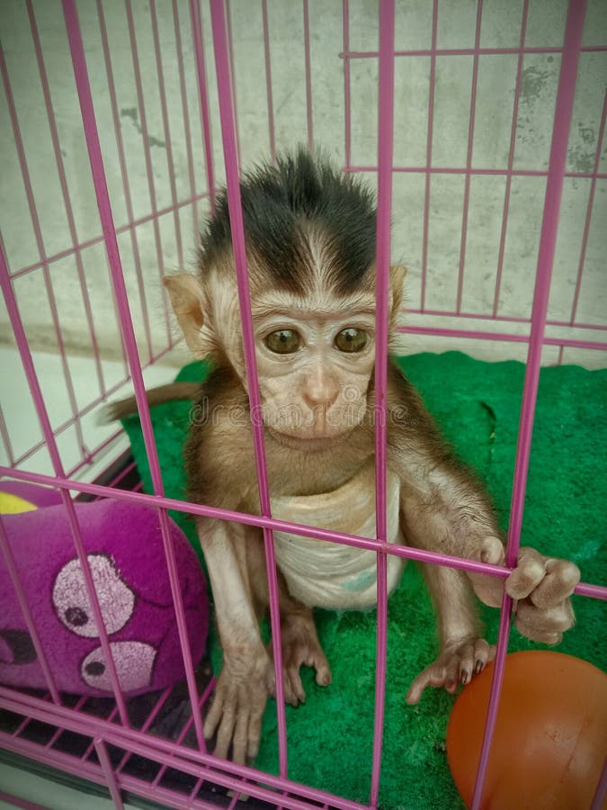 Monkey cubs in a cage stock image. Image of cage, hair - 278763527