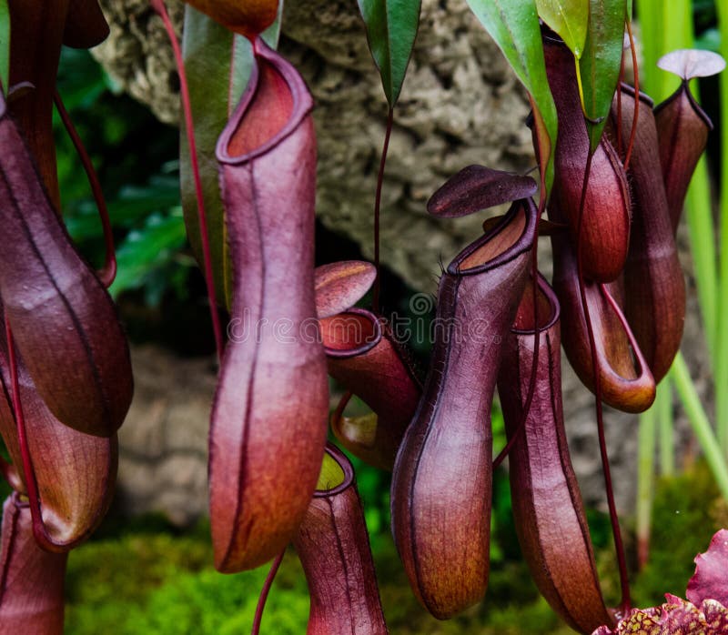 Monkey cups stock photo. Image of nepenthes, pitcher - 20986456