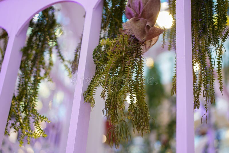 Monkey Cup Plant Hand Indoor Stock Photo - Image of leaf, beautiful ...