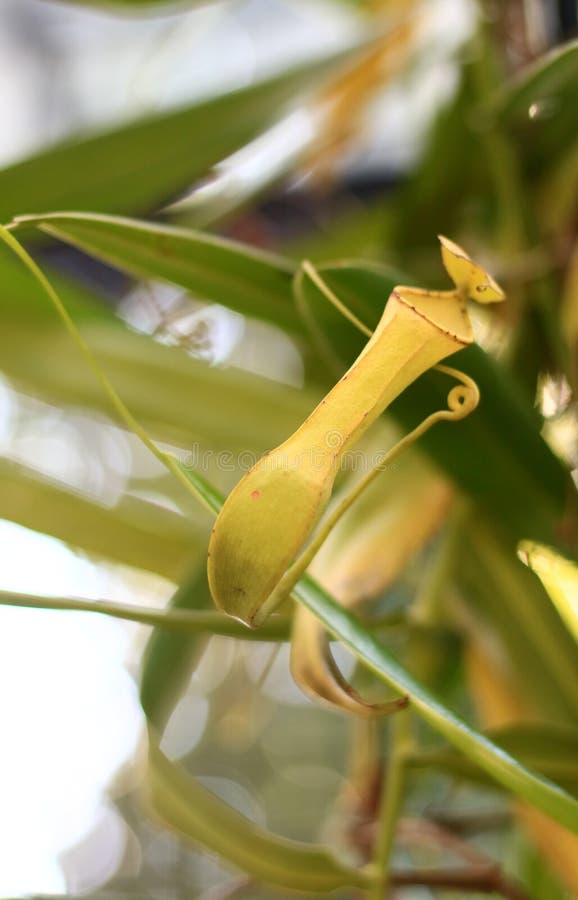 Semar Flower Stock Photos - Free & Royalty-Free Stock Photos from ...