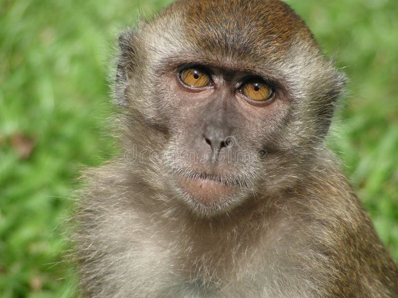 Curious mute swan stock image. Image of adult, curious - 95154413