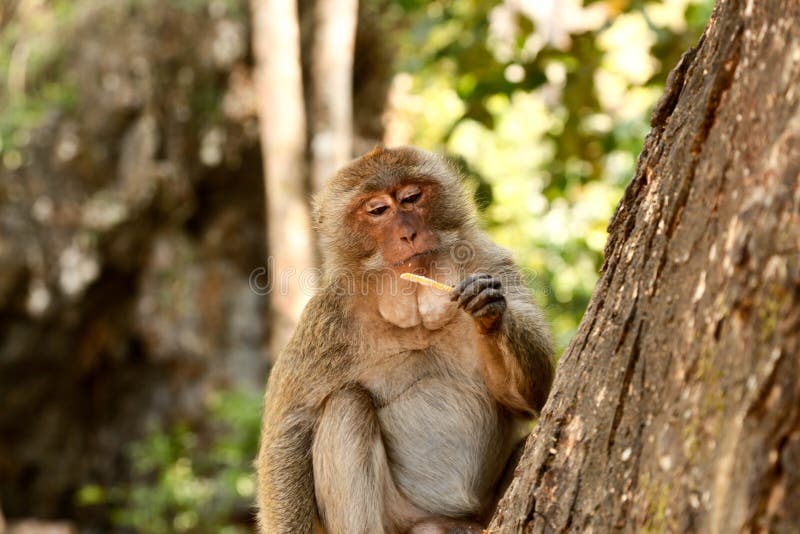 Monkey stock photo. Image of face, animals, grass, eating - 72917306