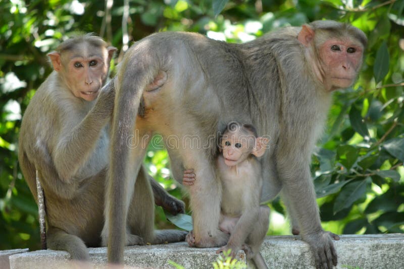 Monkey stock image. Image of family, infant, monkey - 135709803