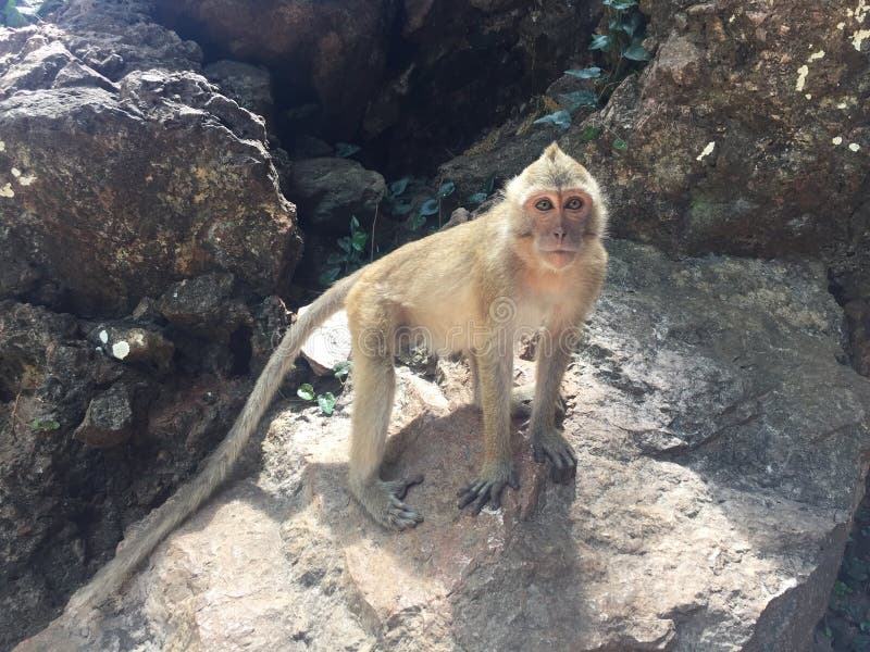 Monkey stock image. Image of small, forest, gaze, color - 97798445