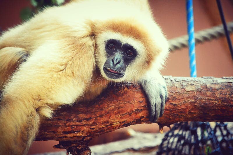 Monkey stock image. Image of animal, faced, adorable - 59546719