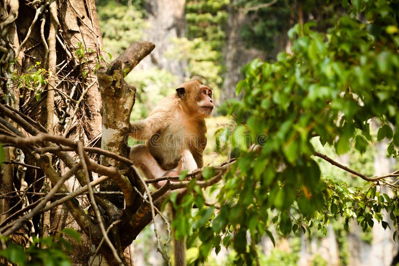 Monkey stock image. Image of outdoors, forest, asia, climate - 72917281