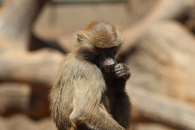 Monkey. stock photo. Image of color, autumn, isolation - 95189588