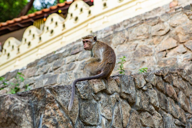 Monkey in Dambulla the Largest and Best-preserved Cave Temple Complex ...