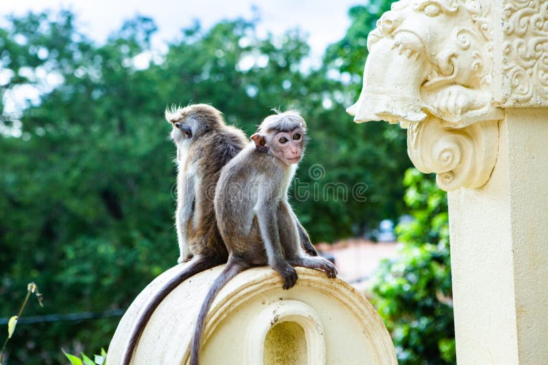 Monkey in Dambulla the Largest and Best-preserved Cave Temple Complex ...