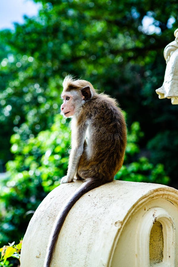 Monkey in Dambulla the Largest and Best-preserved Cave Temple Complex ...