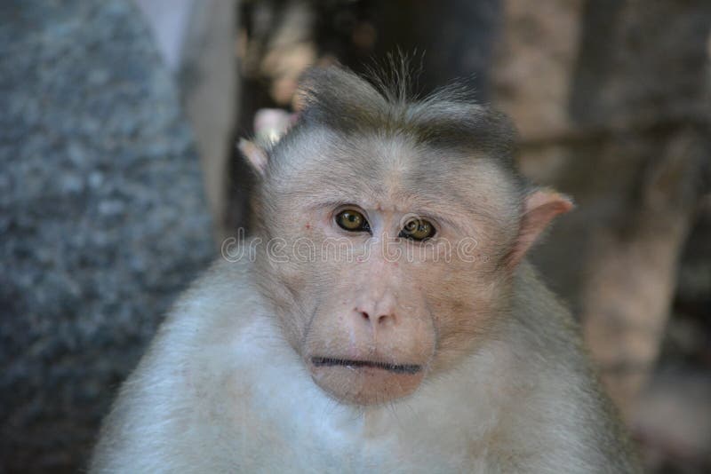 Monkey stock photo. Image of watch, monkey, camera, close - 135652572