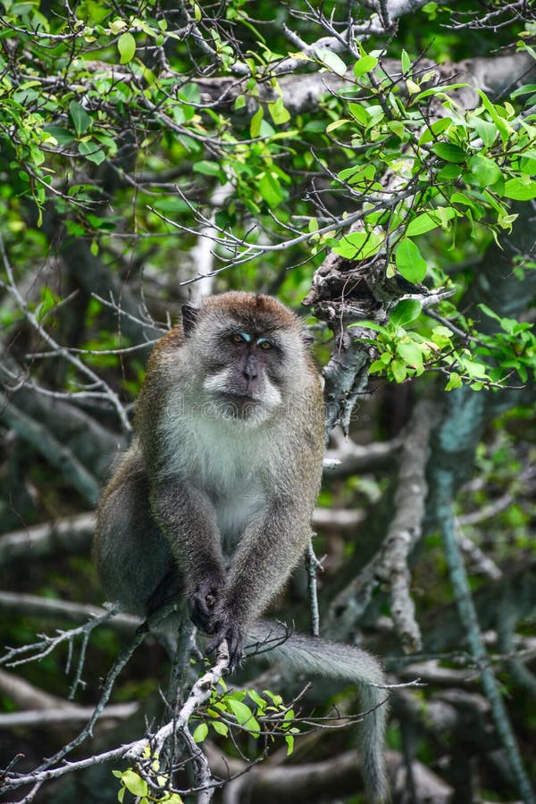 Monkey in deep forest stock image. Image of expressive - 150072117
