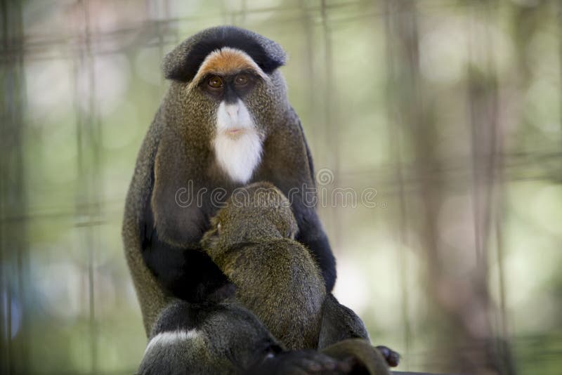 Scimmia di Brazza immagine stock. Immagine di gabbia - 14165951