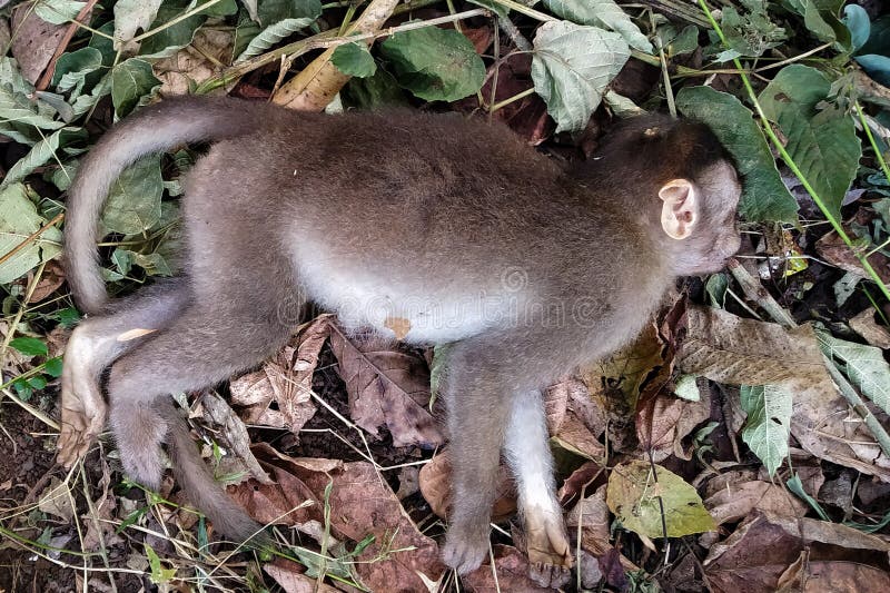 Monkey Died Due To Electric Shock, India Stock Photo - Image of body ...