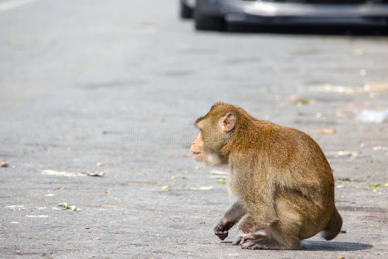 Disabled Monkey on a Window Railing. Stock Image - Image of disabled ...