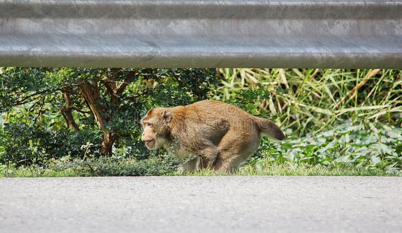 Monkey Disabilities Have One Arm Walking. Have Bananas on the Floor ...