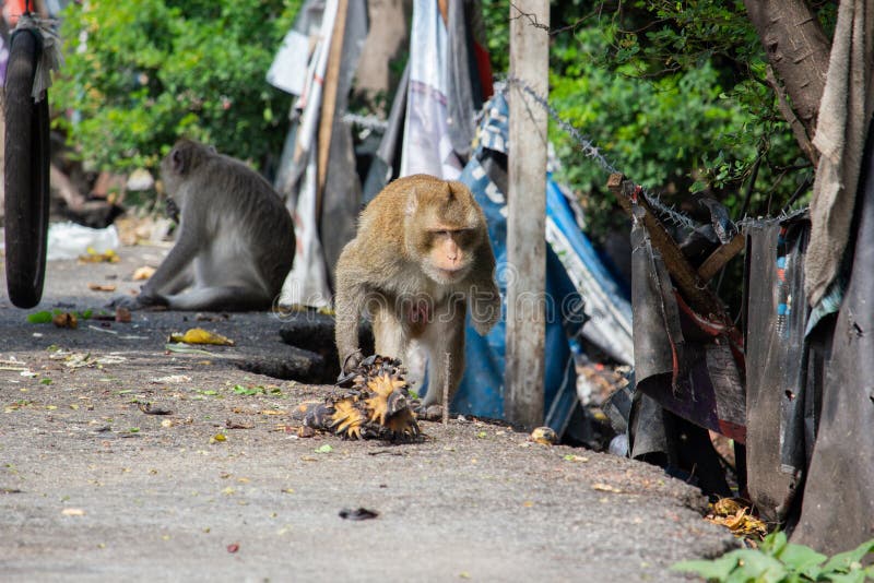 Monkey Disabilities Have One Arm Walking. Have Bananas on the Floor ...
