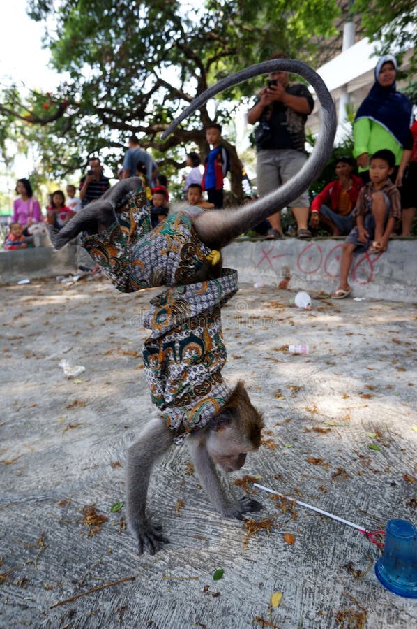 Monkey acrobatics editorial stock photo. Image of city - 69346013