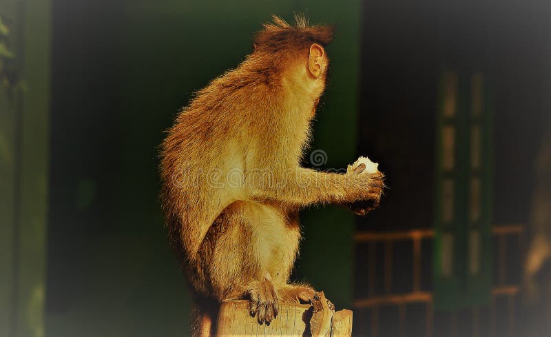 Selfish stock photo. Image of share, monkey, selfish - 112457776