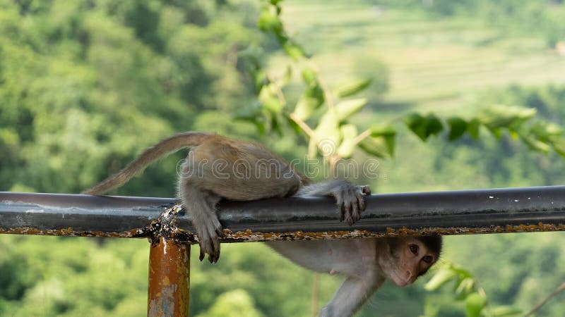 Monkey Doing Feat on the Fence Stock Photo - Image of branch, playing ...