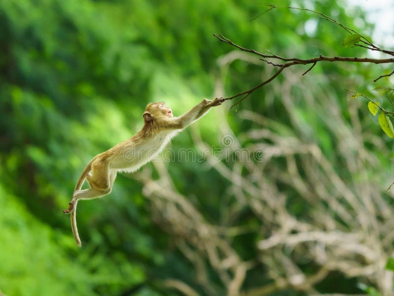 The Monkey is Doing a Flying Pose, Jumping on a Branch. it`s about To ...