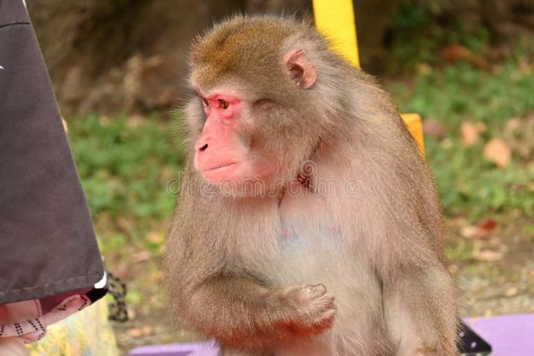 A Monkey Doing a Street Performance Stock Photo - Image of face ...
