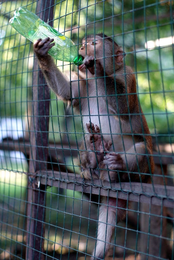 Monkey drink soda stock photo. Image of wildlife, carnivore - 221552032