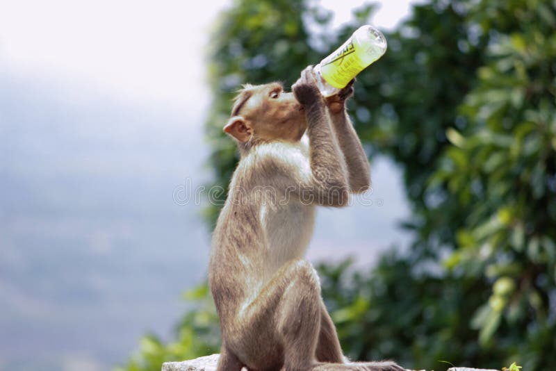 Monkey Drinking Water Stock Images - Download 1,219 Royalty Free Photos