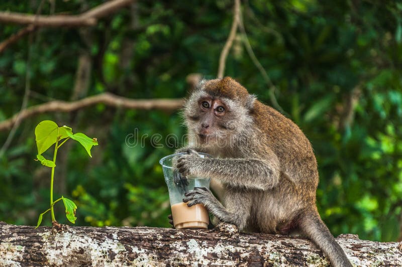 1,821 Drinking Monkey Photos - Free & Royalty-Free Stock Photos from ...