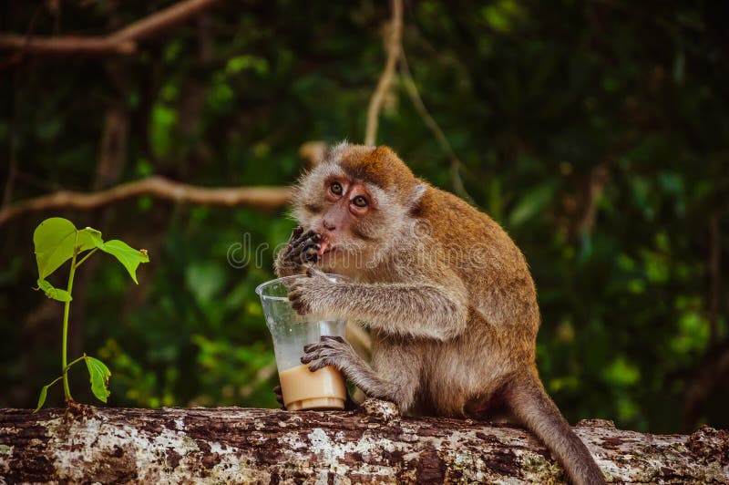 1,821 Drinking Monkey Photos - Free & Royalty-Free Stock Photos from ...