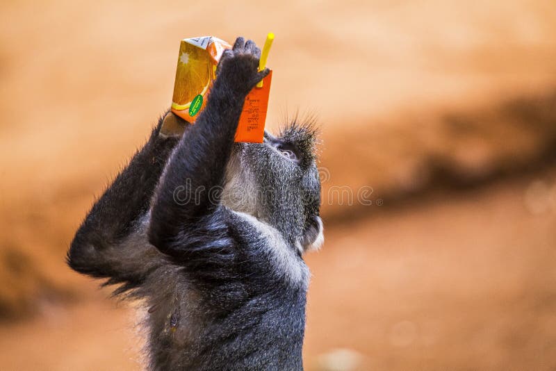 Monkey Drinking Juice in Kenya Animal Orphanage Stock Photo - Image of ...