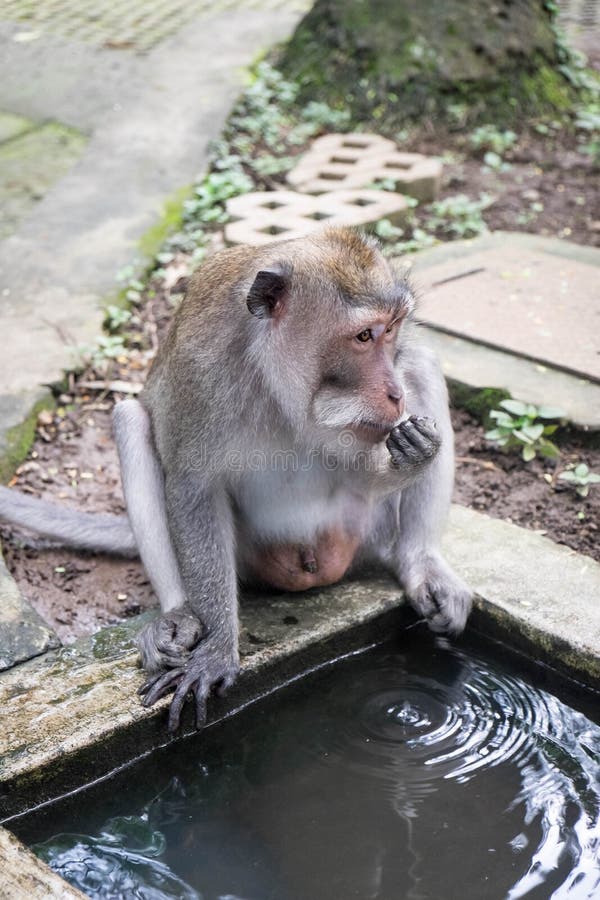 Monkey Drinking Water Stock Photos - Download 1,247 Royalty Free Photos