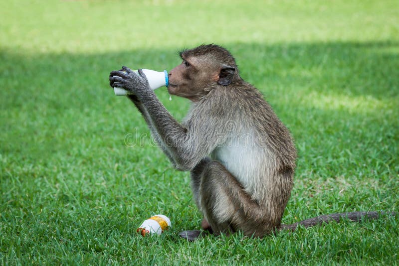 Monkey Drinking Milk in the Park Stock Image - Image of monkey ...