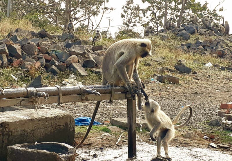 Monkey Drinking and Save Water Using Tap Stock Photo - Image of monkey ...