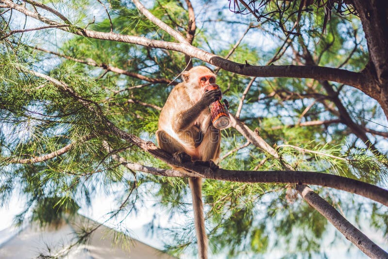Monkey Drinking Soda on a Tree Branch Stock Photo - Image of mammal ...
