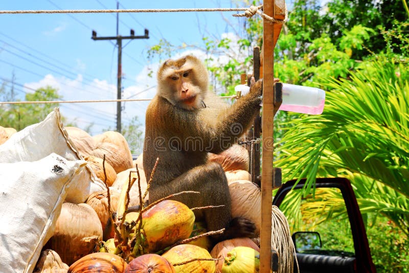 Monkey stock photo. Image of animal, coconut, thailand - 53693842