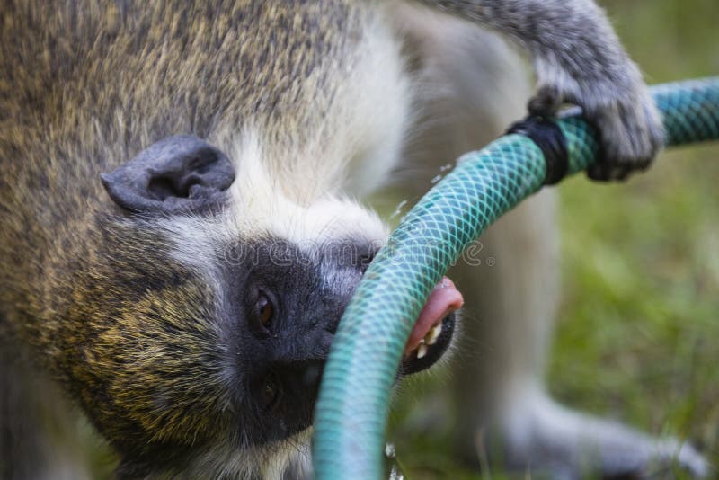 1,560 Monkey Drinking Water Stock Photos - Free & Royalty-Free Stock ...